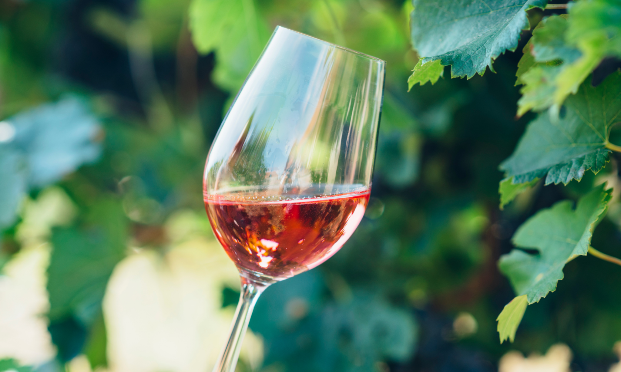 cheers to the wine country – procrastinationchronicles.com